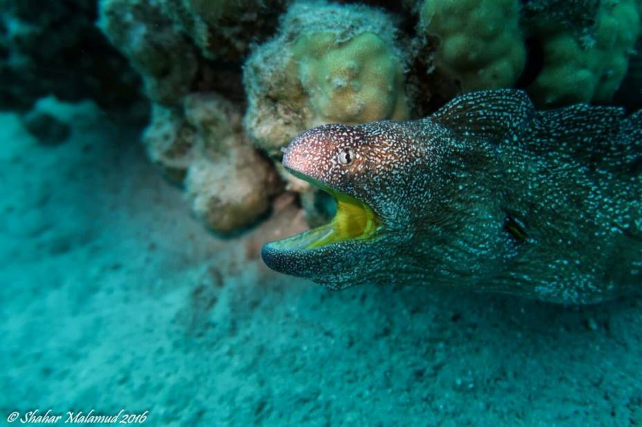 Aquatic and marine collections - The Museum of Natural History