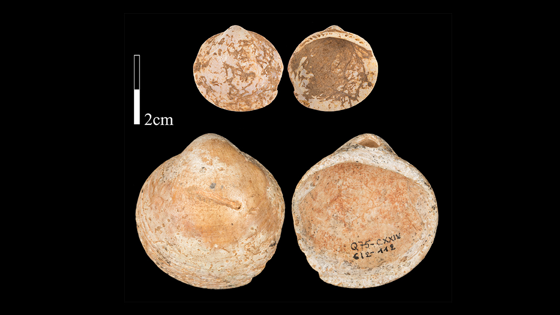 The Invention of String - The Steinhardt Museum of Natural History